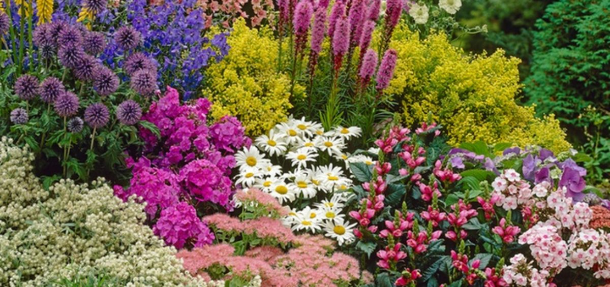 Why Now Is The Perfect Time To Plant Herbaceous Perennials Why Now Is The Perfect Time To Plant Herbaceous Perennials